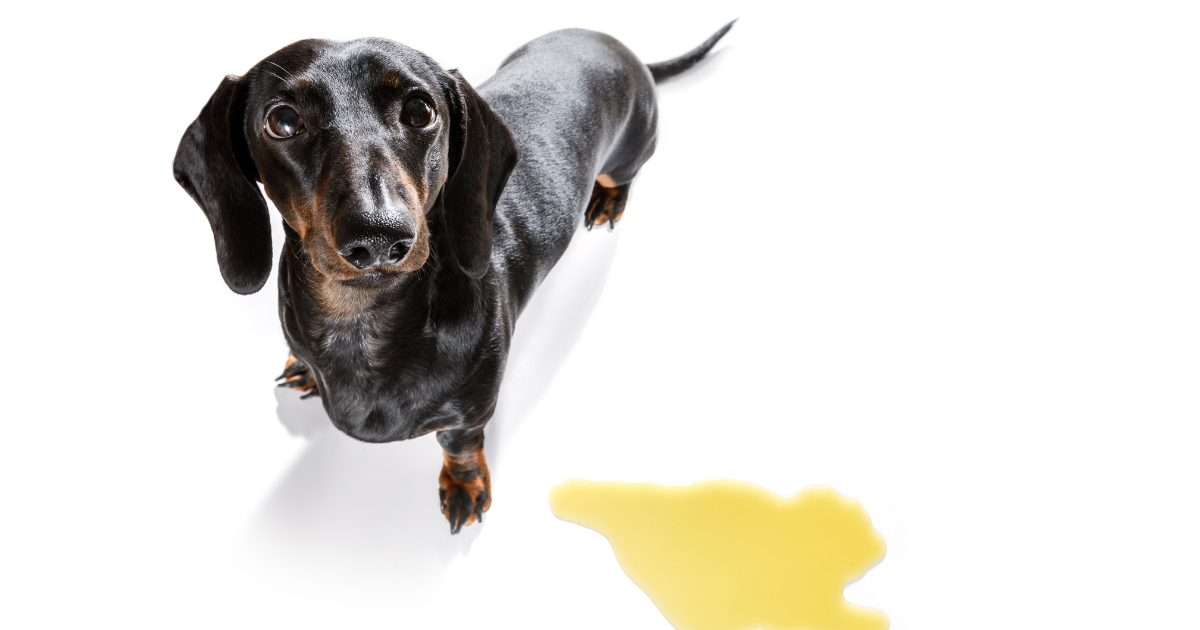 How to Protect Bathroom Walls from Urine: Tips and Tricks